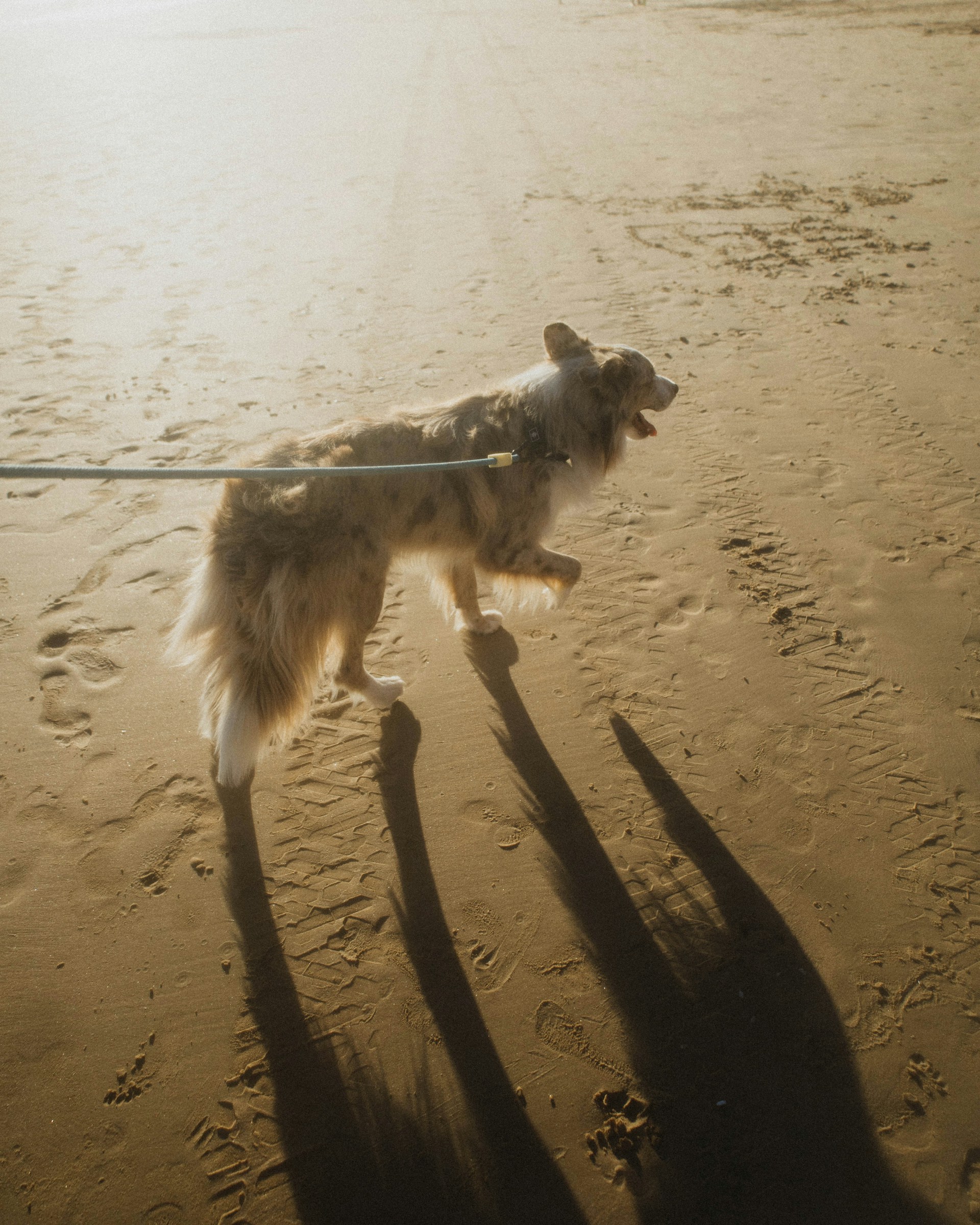 Which National Parks Are Dog-Friendly? - Four Wheel Campers